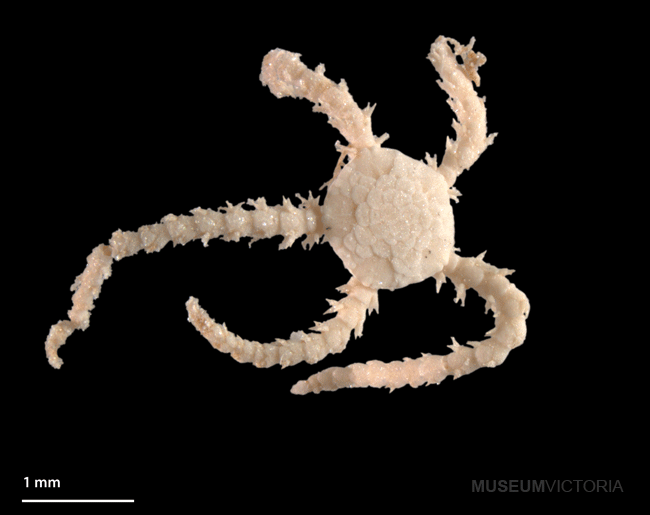 Brittle stars from deep sea southern Australia - Amphipholis squamata ...