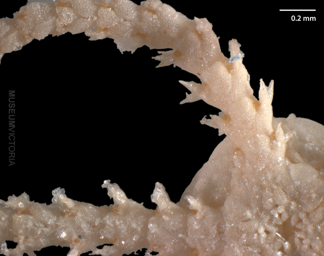 Brittle stars from deep sea southern Australia - Amphipholis squamata ...