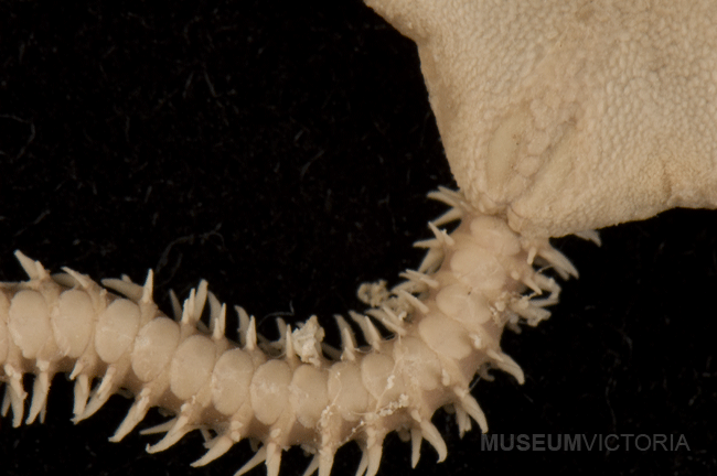 Brittle stars from deep sea southern Australia - Amphiura 3579 MUSEUM ...