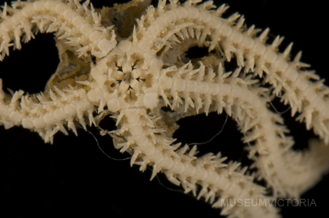 Brittle stars from deep sea southern Australia - Amphiura 4530 MUSEUM ...