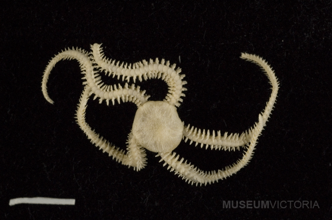 Brittle stars from deep sea southern Australia - Amphiura constricta ...