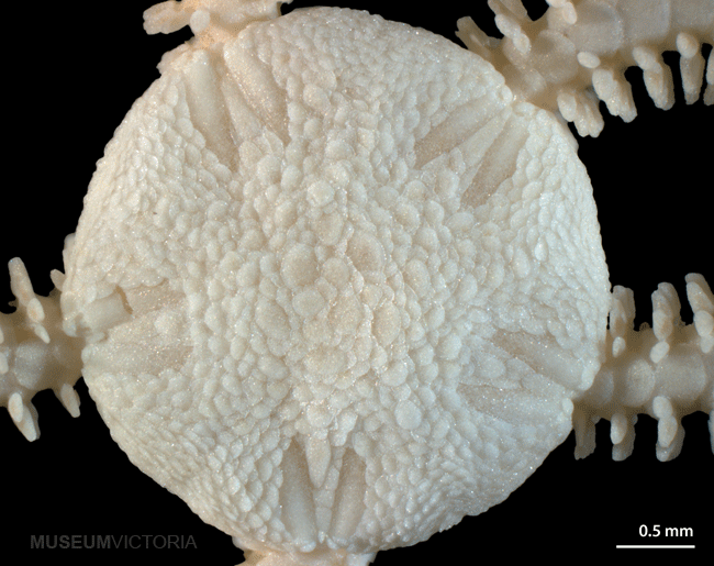 Brittle stars from deep sea southern Australia - Amphiura constricta ...