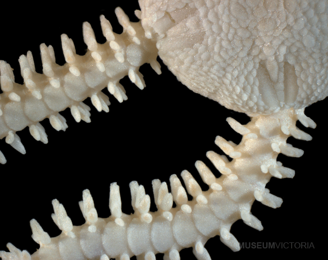 Brittle stars from deep sea southern Australia - Amphiura constricta ...