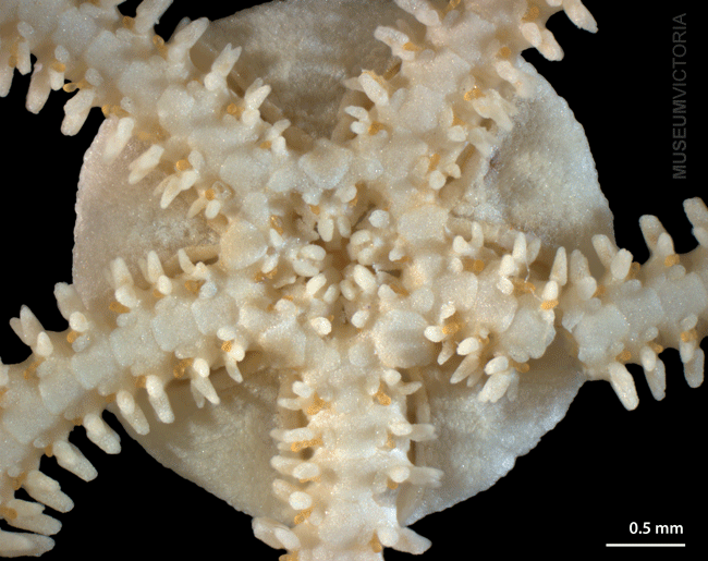 Brittle stars from deep sea southern Australia - Amphiura constricta ...