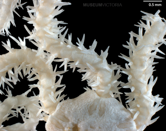 Brittle stars from deep sea southern Australia - Amphiura magellanica ...