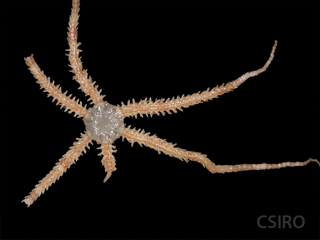 Brittle stars from deep sea southern Australia - Ophiactis hirta MUSEUM ...
