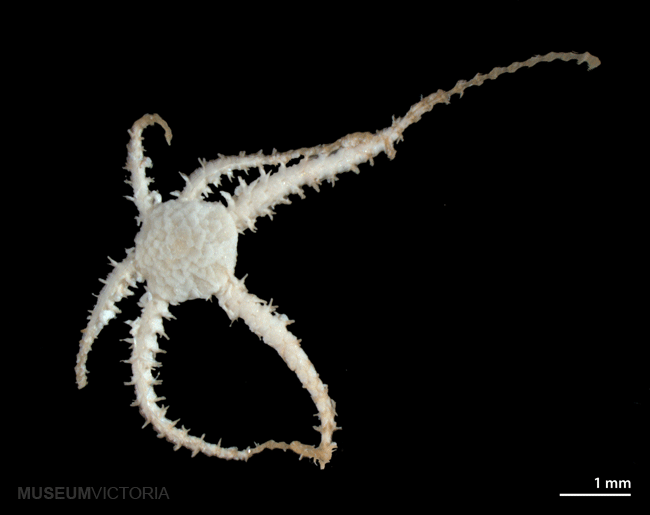 Brittle stars from deep sea southern Australia - Ophiactis profundi ...