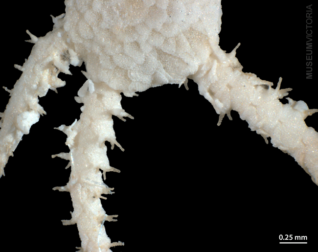Brittle stars from deep sea southern Australia - Ophiactis profundi ...