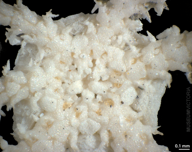 Brittle stars from deep sea southern Australia - Ophiactis profundi ...