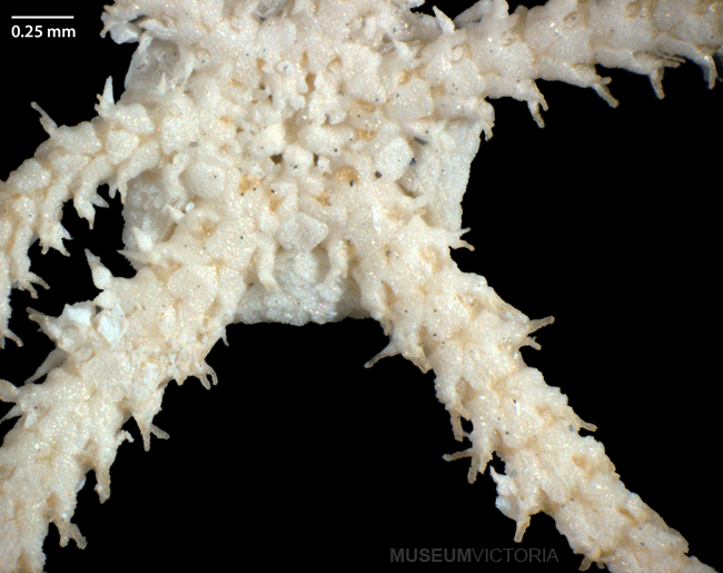 Brittle stars from deep sea southern Australia - Ophiactis profundi ...