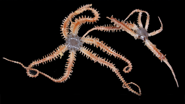 Brittle stars from deep sea southern Australia - Ophiactis profundi ...