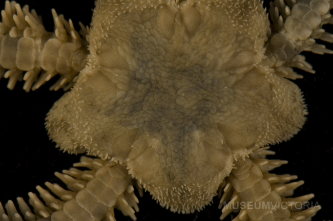 Brittle stars from deep sea southern Australia - Ophiactis resiliens ...