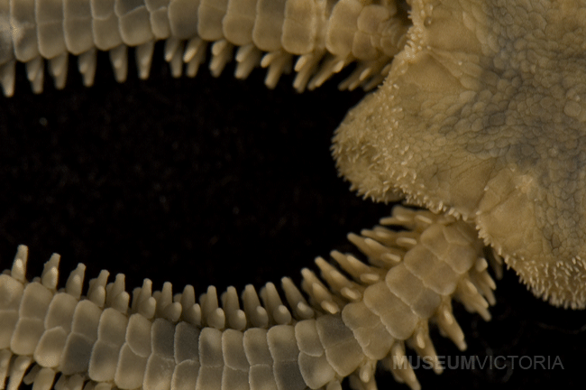 Brittle stars from deep sea southern Australia - Ophiactis resiliens ...