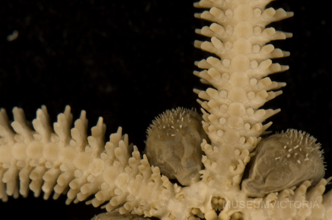 Brittle stars from deep sea southern Australia - Ophiactis resiliens ...