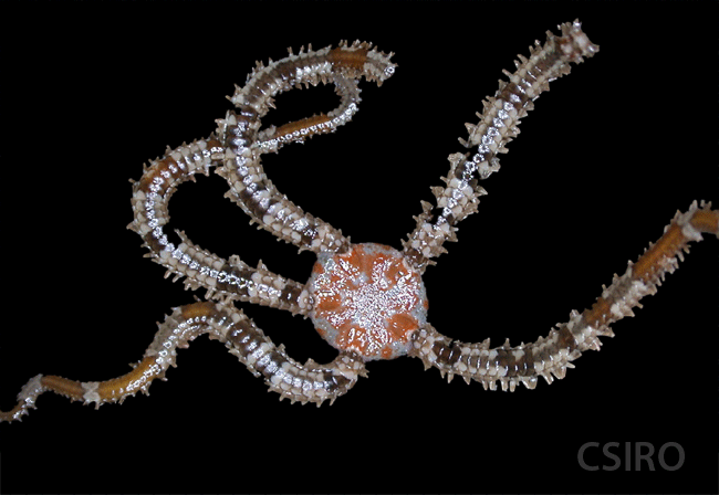 Brittle stars from deep sea southern Australia - Ophiactis resiliens ...