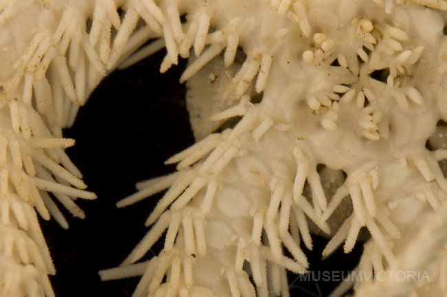 Brittle stars from deep sea southern Australia - Ophiomitrella 5488 ...