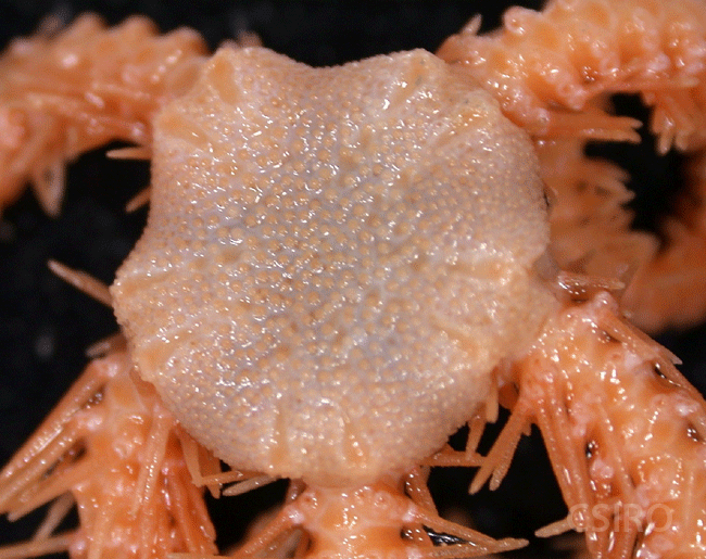 Brittle stars from deep sea southern Australia - Ophiomitrella 5488 ...
