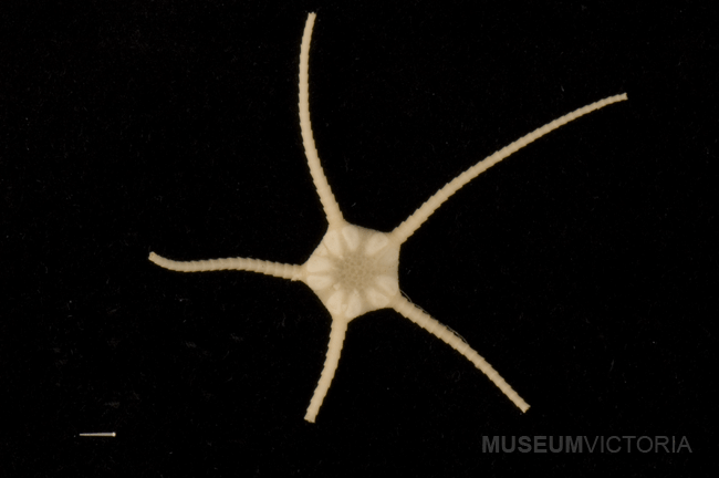 Brittle stars from deep sea southern Australia - Ophiomusium lymani ...