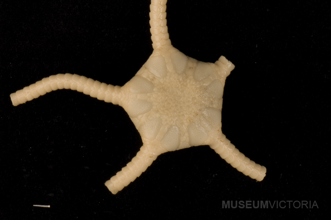 Brittle stars from deep sea southern Australia - Ophiomusium lymani ...