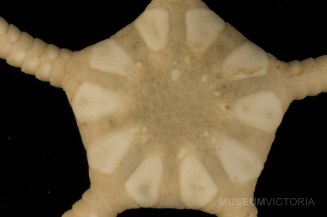 Brittle stars from deep sea southern Australia - Ophiomusium lymani ...