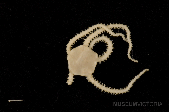 Brittle stars from deep sea southern Australia - Ophiomyxa 5486 MUSEUM ...
