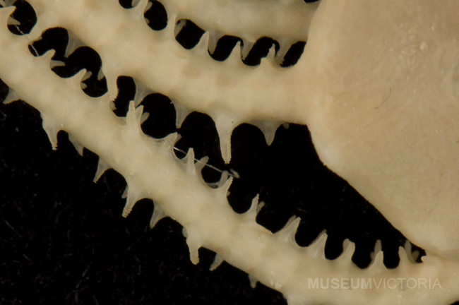 Brittle stars from deep sea southern Australia - Ophiomyxa 5486 MUSEUM ...