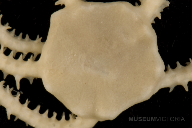 Brittle stars from deep sea southern Australia - Ophiomyxa 5486 MUSEUM ...