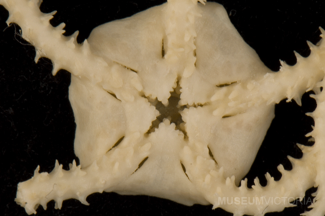 Brittle stars from deep sea southern Australia - Ophiomyxa 5486 MUSEUM ...