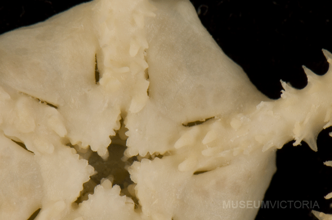 Brittle stars from deep sea southern Australia - Ophiomyxa 5486 MUSEUM ...