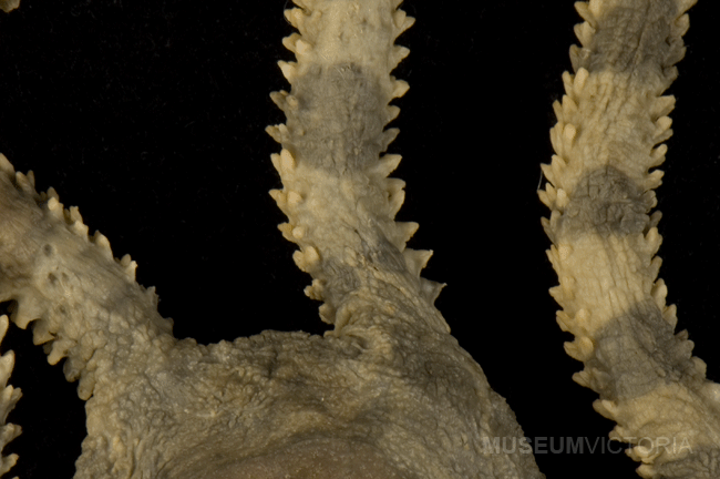 Brittle stars from deep sea southern Australia - Ophiomyxa australis ...