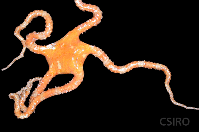 Brittle stars from deep sea southern Australia - Ophiomyxa australis ...