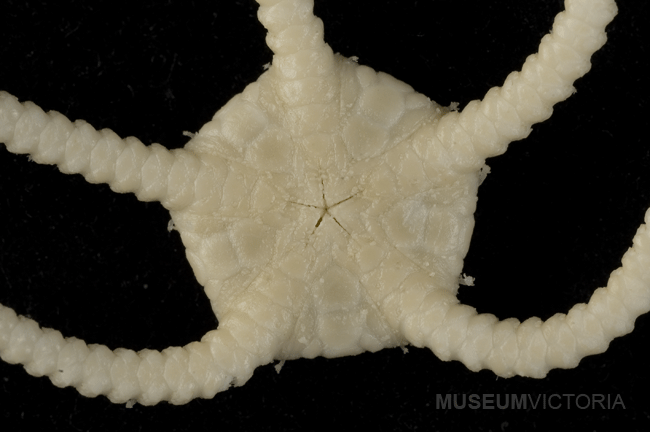 Brittle stars from deep sea southern Australia - Ophioplinthus ...