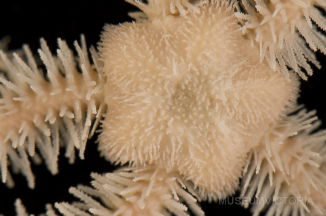 Brittle stars from deep sea southern Australia - Ophiothrix caespitosa ...