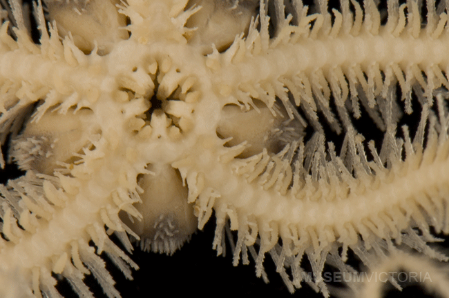 Brittle stars from deep sea southern Australia - Ophiothrix caespitosa ...