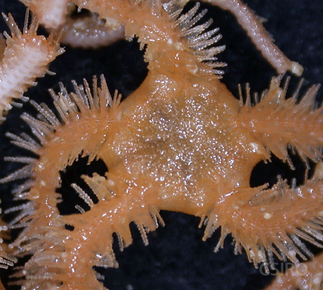 Brittle stars from deep sea southern Australia - Ophiothrix caespitosa ...