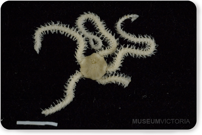 Brittle stars from deep sea southern Australia - Amphiura magellanica ...