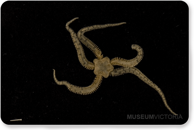 Brittle stars from deep sea southern Australia - Ophiactis resiliens ...