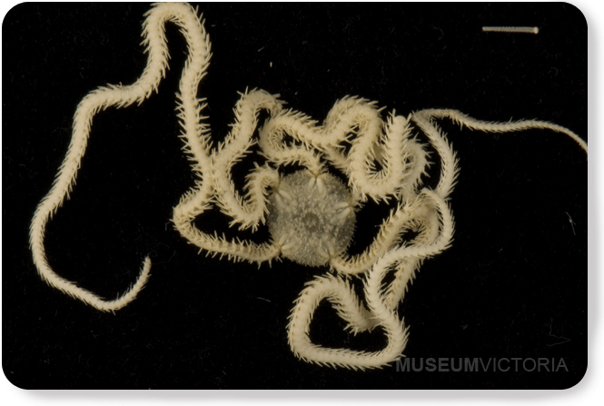 Brittle stars from deep sea southern Australia - Ophiocentrus pilosa ...