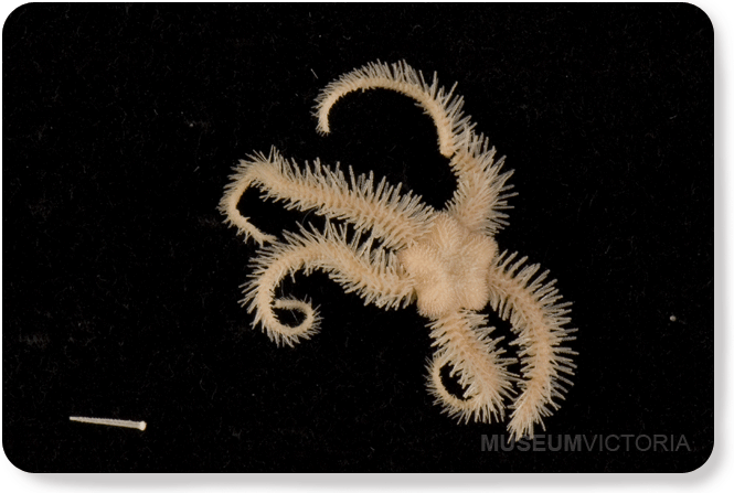 Brittle stars from deep sea southern Australia - Ophiothrix caespitosa ...
